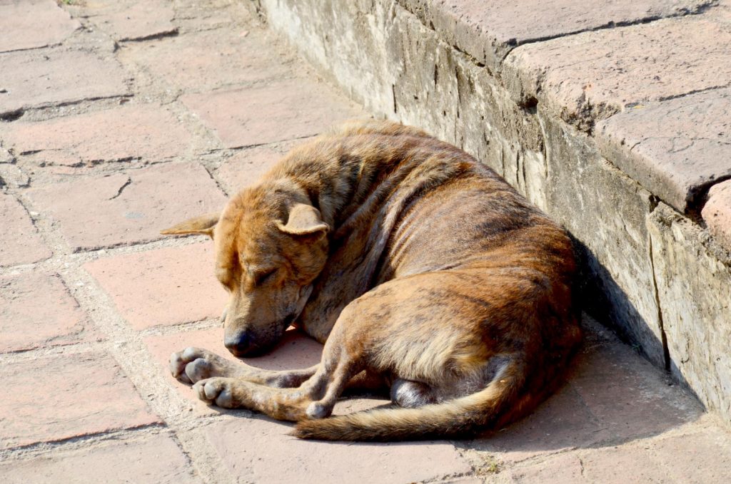 Remedios caseros para la sarna en perros | Wakyma
