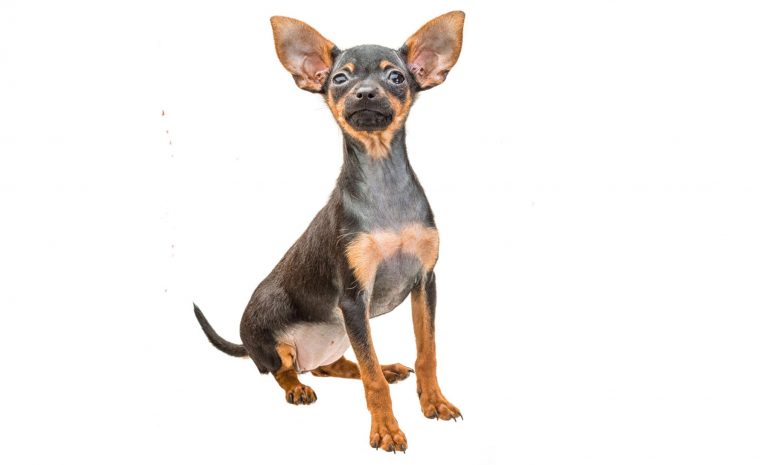 ¿Qué es un perro toy? | Blog de mascotas Wakyma