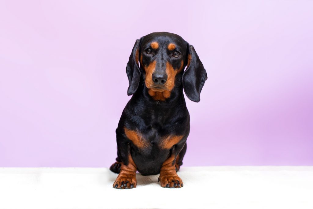 Teckel miniatura: conoce todo sobre esta raza | Blog de mascotas