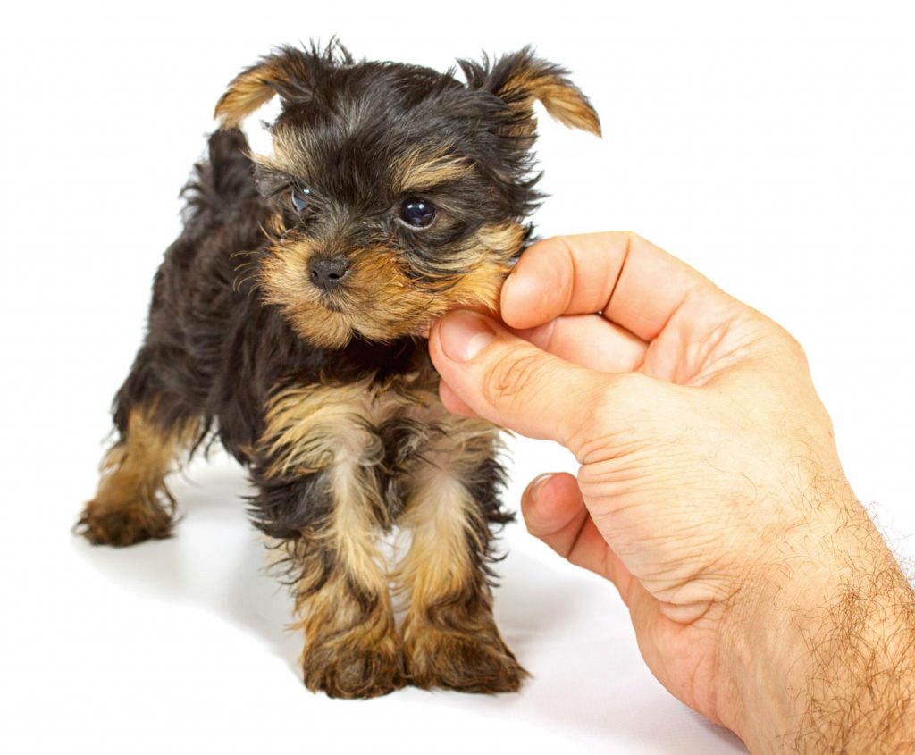 ¿Qué es un perro toy? | Blog de mascotas Wakyma