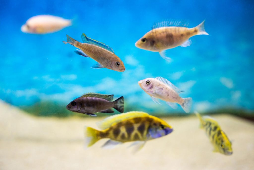 Nombres para peces: ¡elige entre más de 150 ideas!