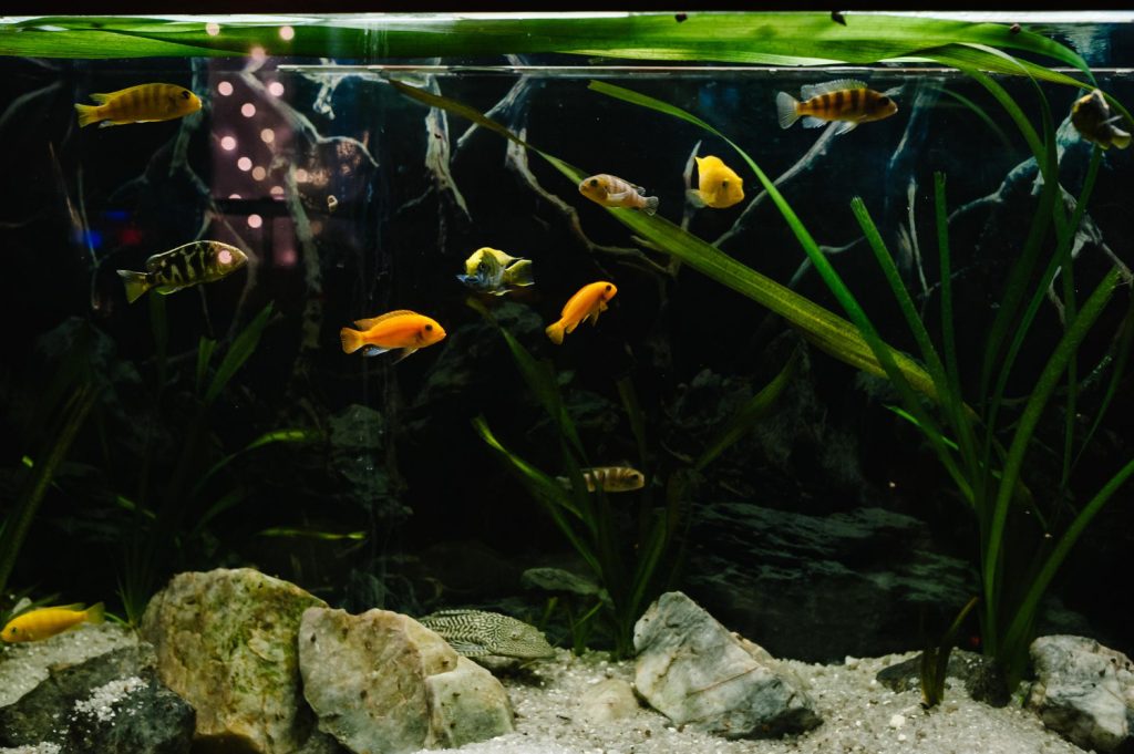 Nombres para peces: ¡elige entre más de 150 ideas!