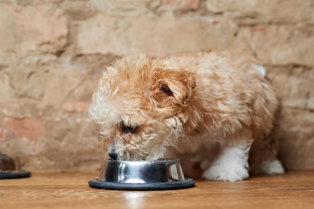 Mejores piensos para perros por relación calidad-precio