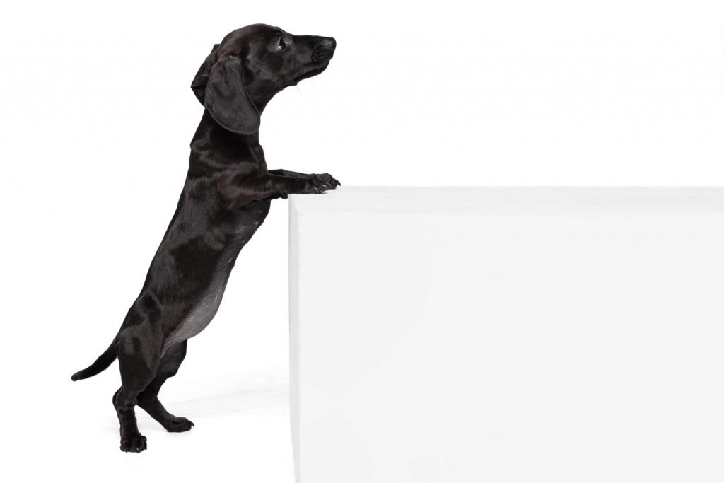 Cola de los perros: ¿cuál es su función? | Wakyma