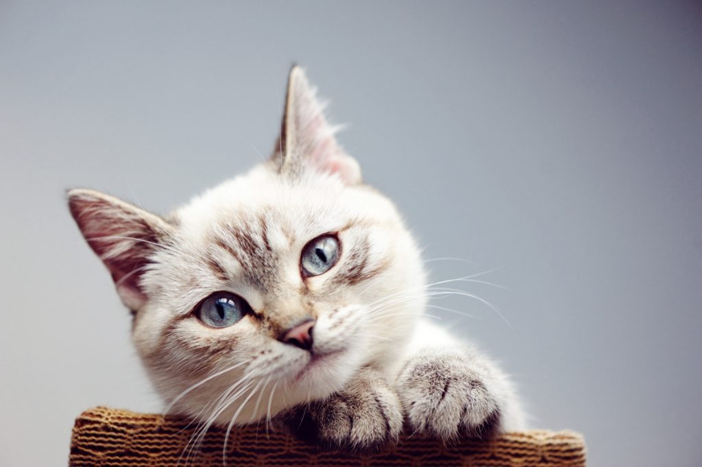 ¿Cómo ven los gatos? ¡Así es la visión felina! | blog de mascotas