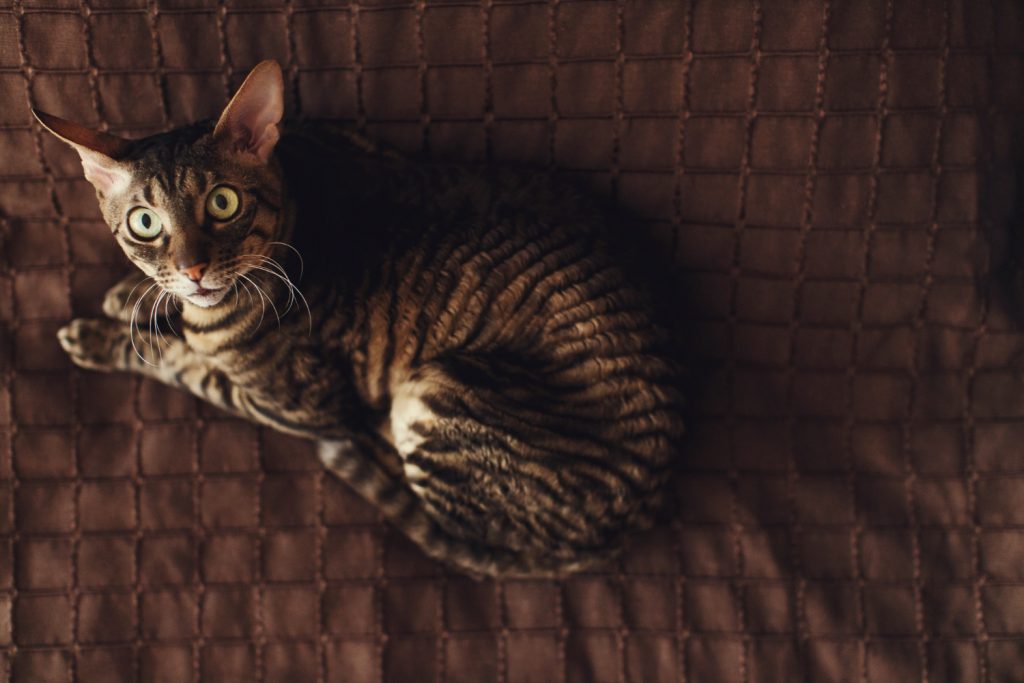 Neofobia en gatos: ¿qué es? | Wakyma Blog de Mascotas