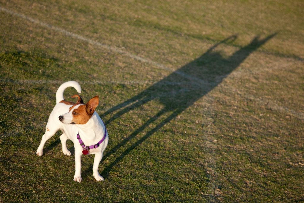 ¿Por qué los perros persiguen sombras? | Blog de mascotas