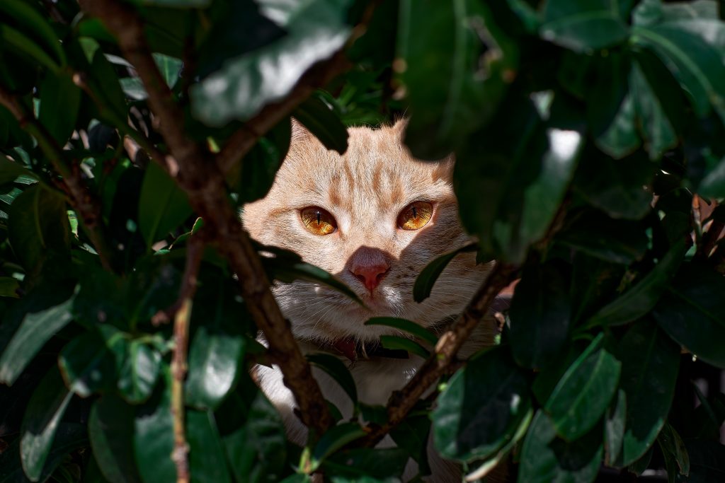 Neofobia en gatos: ¿qué es? | Wakyma Blog de Mascotas
