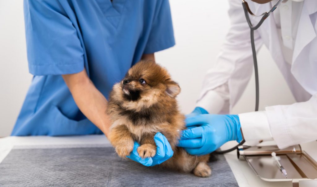 Consejos para ayudar a un perro que tiene miedo al veterinario