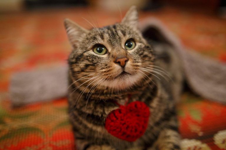 ¿Mi gato es feliz? 10 claves para descubrirlo | Wakyma