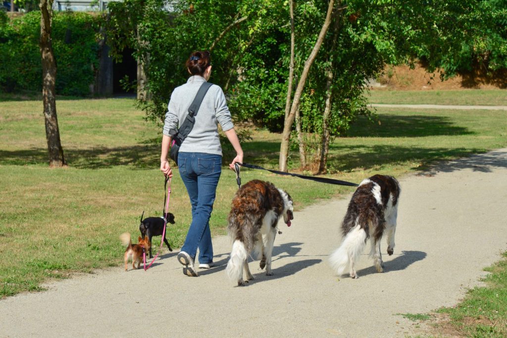 ¿Cómo elijo al paseador perfecto para mi perro? | Wakyma