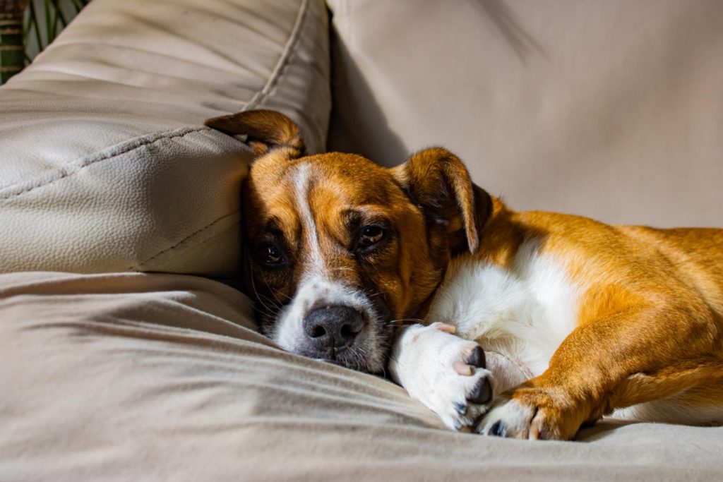 ¿Cómo puedo relajar a mi perro? | Blog de mascotas Wakyma