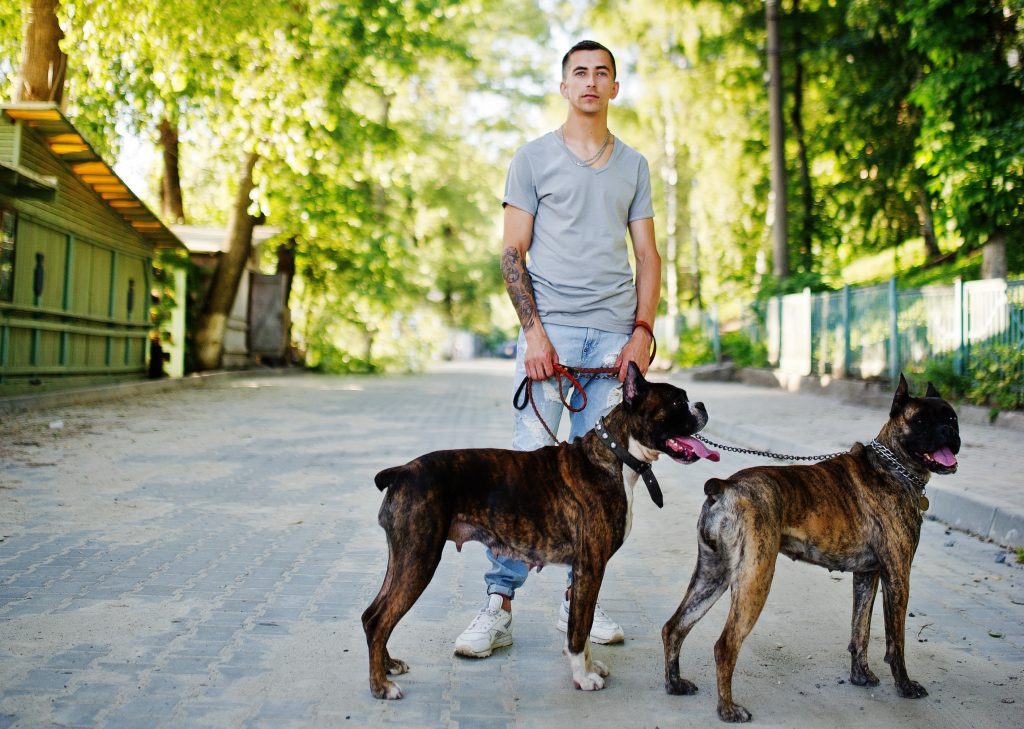¿Cómo elijo al paseador perfecto para mi perro? | Wakyma