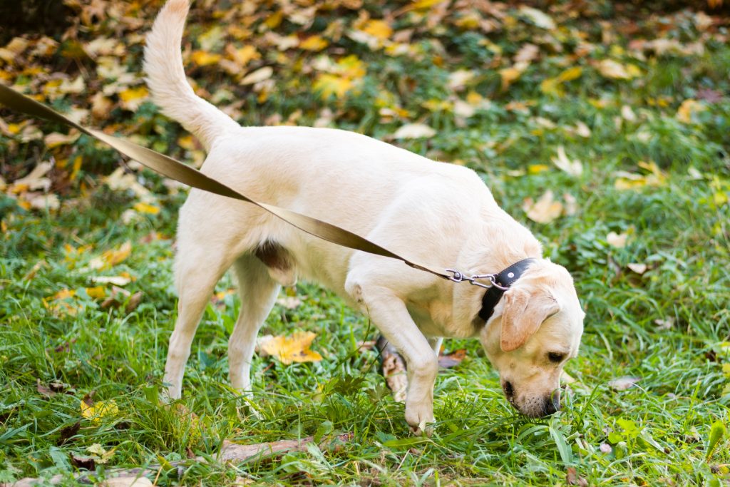 ¿Por qué es importante que tu perro olfatee durante el paseo?