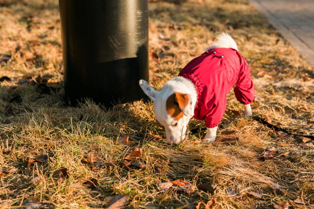 ¿Por qué es importante que tu perro olfatee durante el paseo?