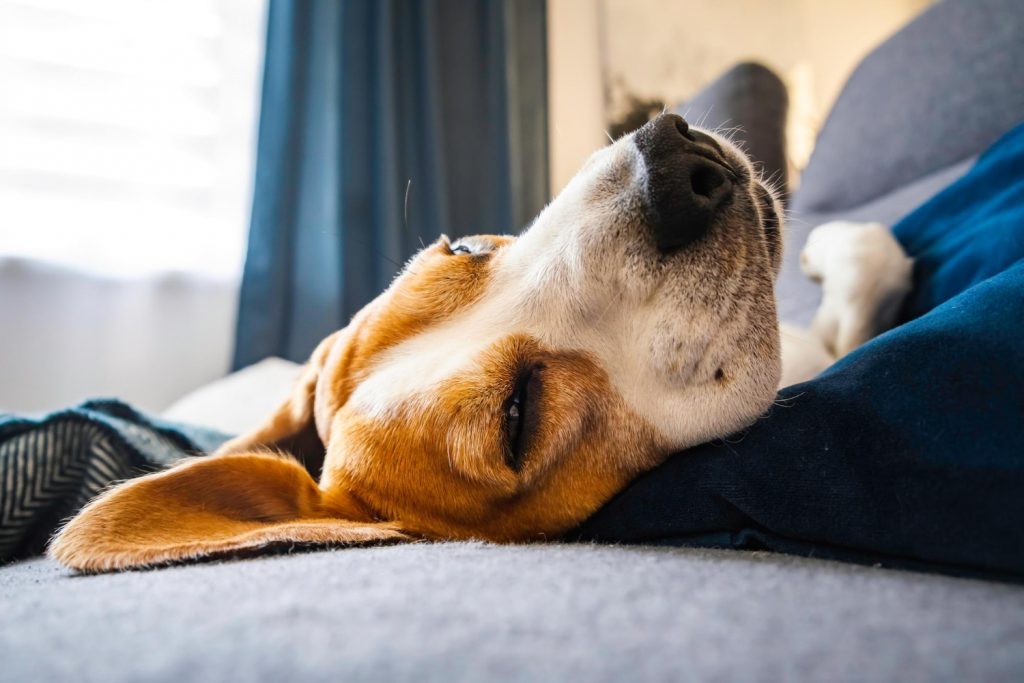 ¿Cómo puedo relajar a mi perro? | Blog de mascotas Wakyma