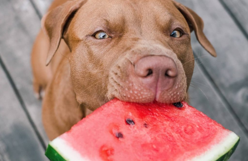 Los perros pueden comer sandía: ¿sí o no? | Wakyma