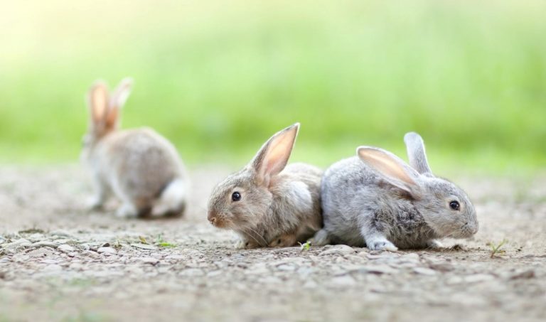 Mi coneja hace nido y no está embarazada: ¿qué le pasa?