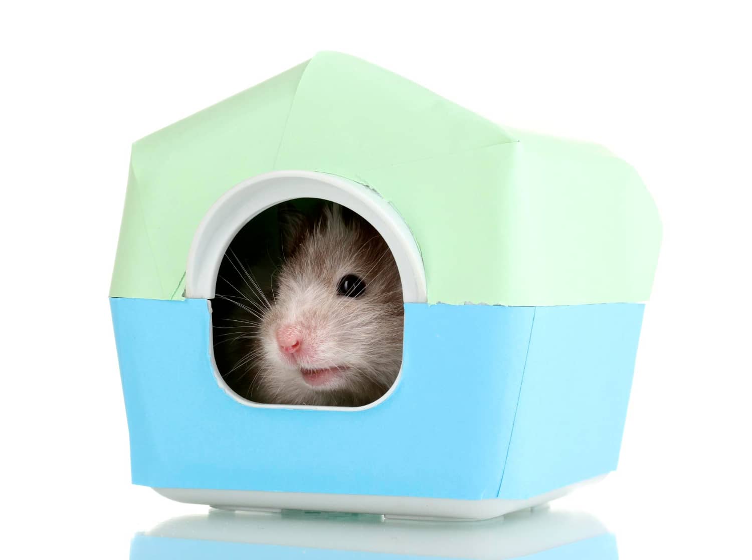 ¿Cuánta agua necesita beber mi hámster al día? | Blog de mascotas