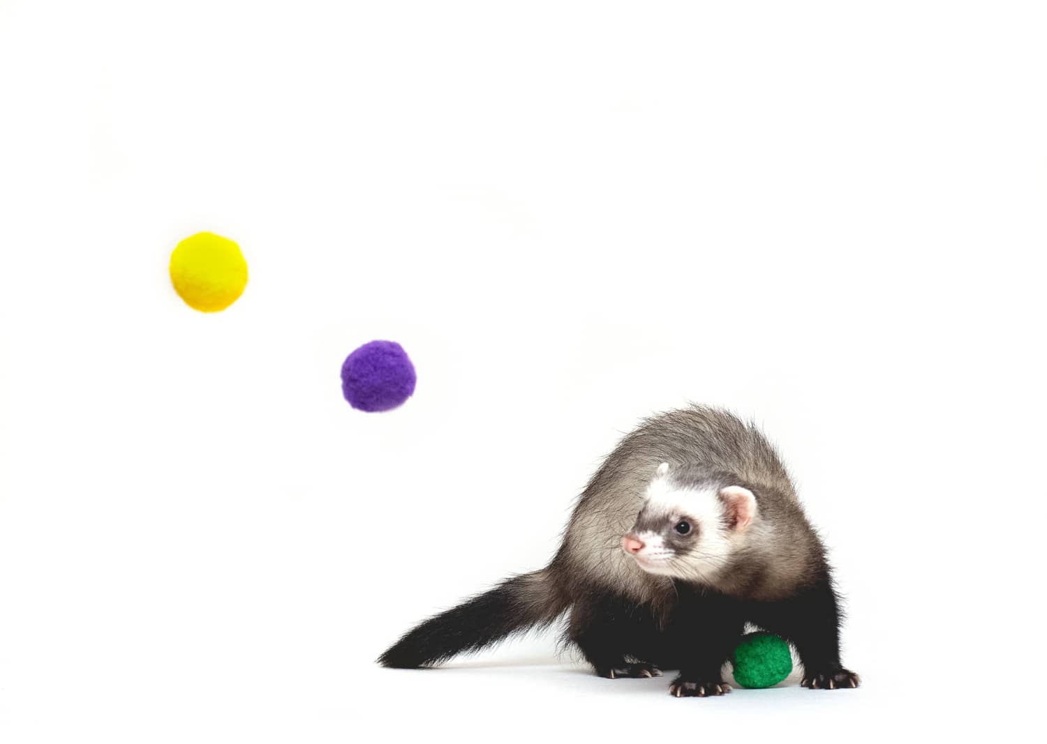 Enriquecimiento ambiental para hurones: todo lo que debes saber