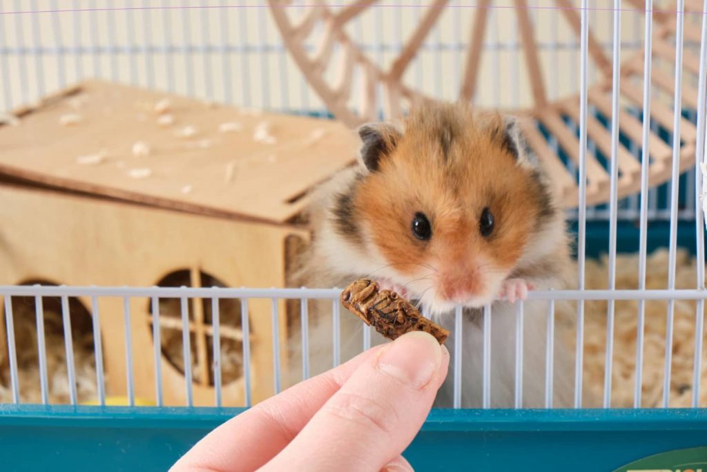 Parásitos externos en el hámster: ¿cuáles son los más comunes?