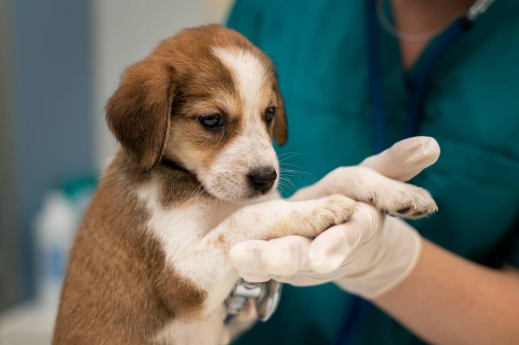 Miositis en perros: causas, síntomas y tratamientos Miositis en perros: causas, síntomas y tratamientos