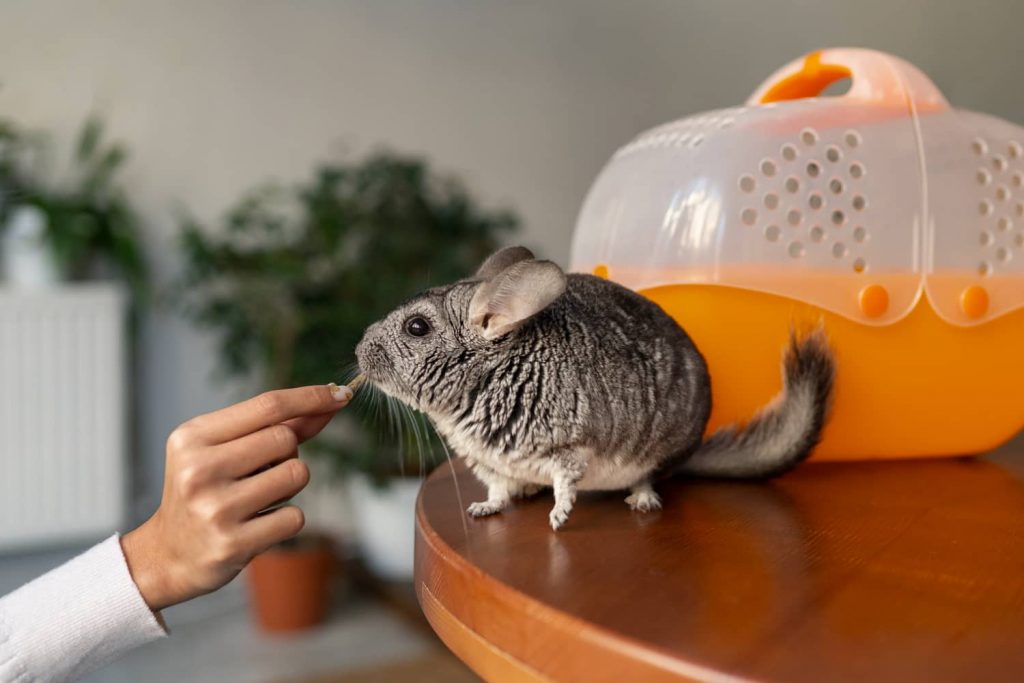 El comportamiento de las chinchillas: ¿qué nos dicen sus acciones?