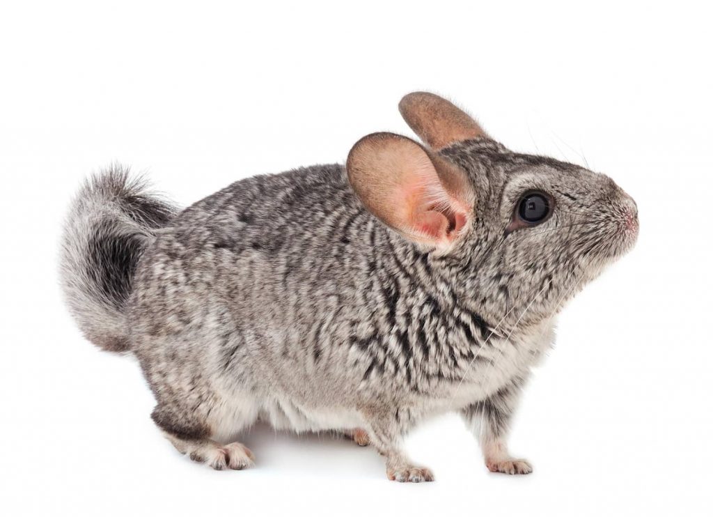 Consejos para cuidar a tu chinchilla en verano | Wakyma