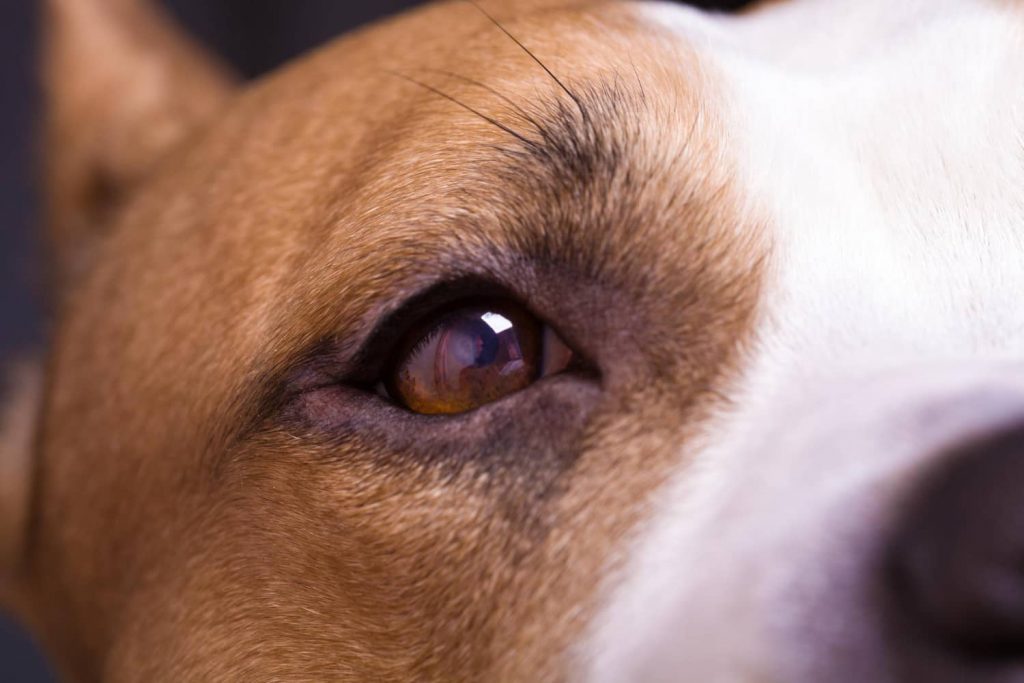 Mi perro tiene los ojos rojos, ¿qué le pasa? | Wakyma