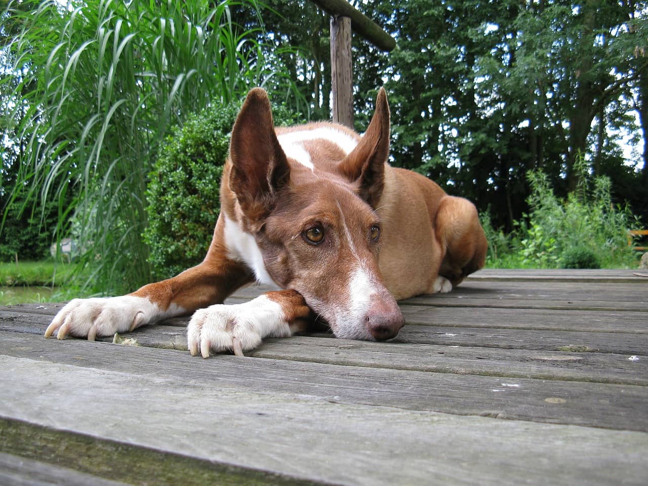 Tipos de podenco: las variedades más conocidas de la raza