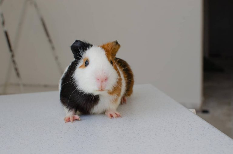 Nombres para cobayas: ¡elige entre más de 200 ideas!