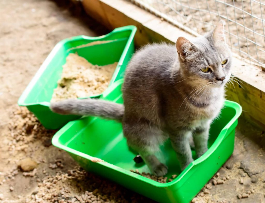 Tipos de heces en gatos: ¿cuáles son normales y cuáles no?