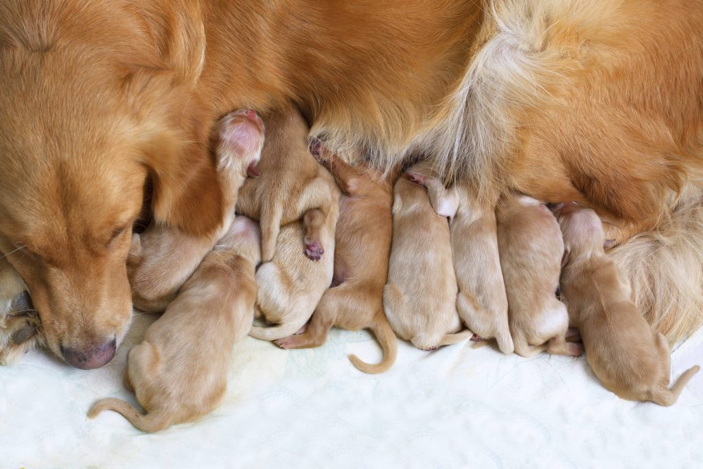 Cuánto dura el embarazo de una perra: las fases del embarazo canino
