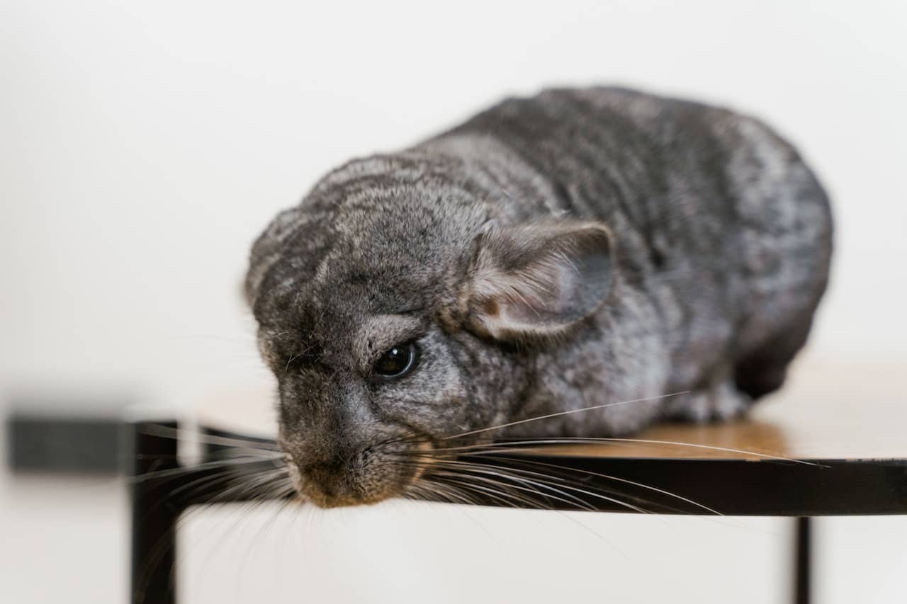 5 enfermedades de las chinchillas más comunes | Wakyma