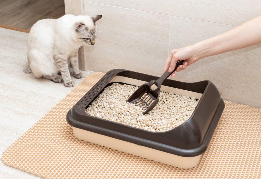 Tipos de heces en gatos: ¿cuáles son normales y cuáles no?