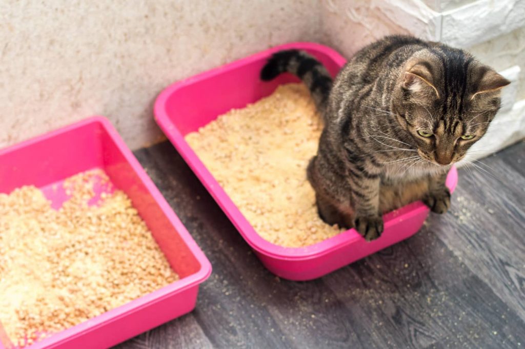 Sangre en las heces del gato: causas, diagnóstico y qué hacer