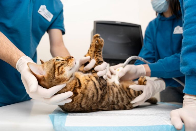 Sangre en las heces del gato: causas, diagnóstico y qué hacer