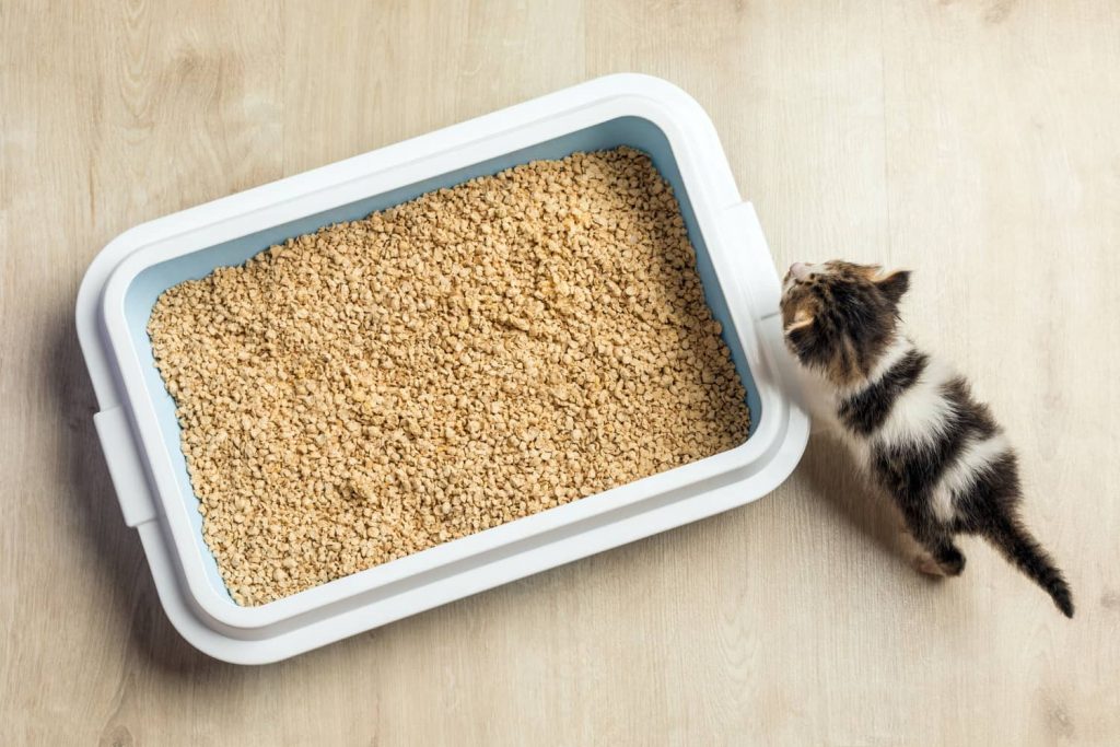 Sangre en las heces del gato: causas, diagnóstico y qué hacer