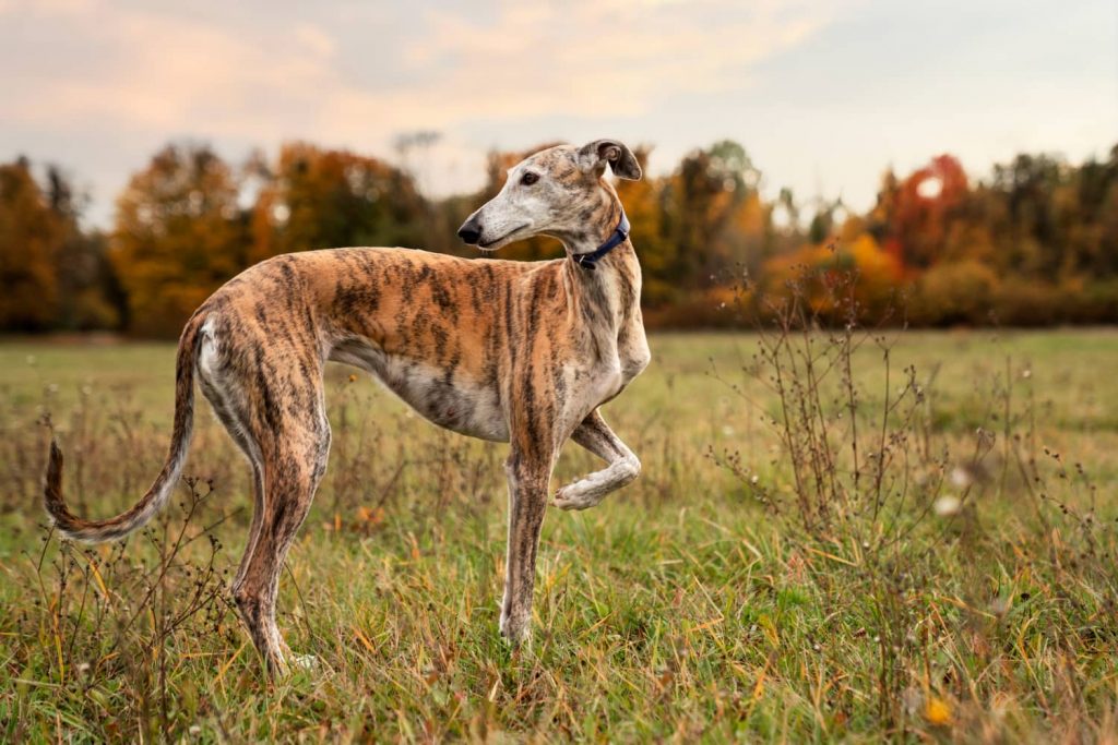 Diferencias entre galgo y podenco: dos razas fascinantes