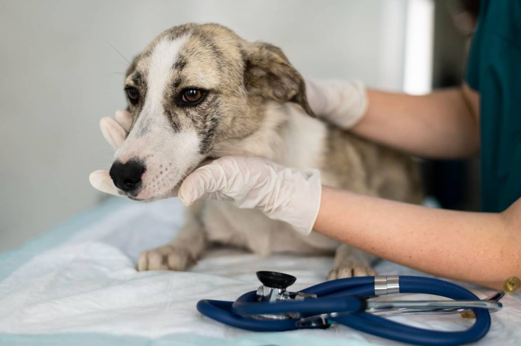 Problemas hepáticos en perros: causas, síntomas y tratamiento
