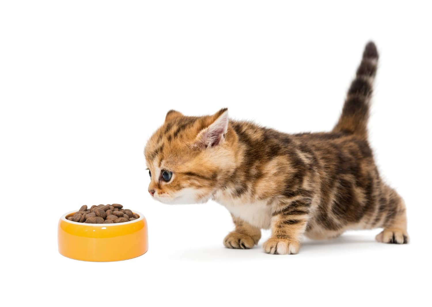 Nutrientes esenciales en la comida del gato: ¿cuáles son?