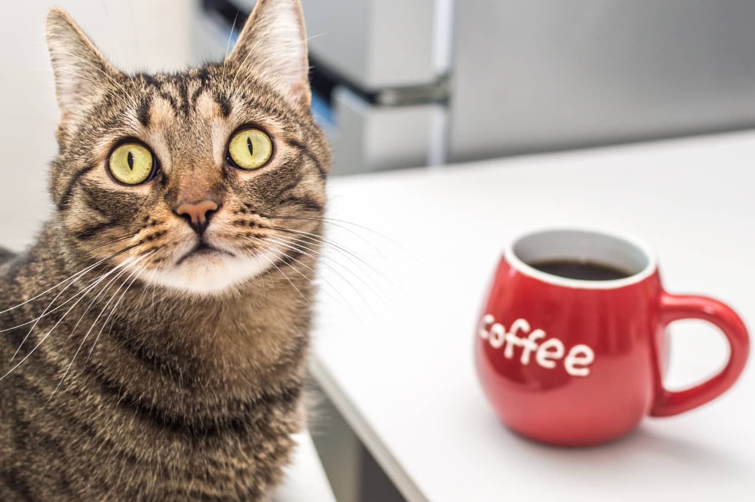 Los gatos pueden tomar café: ¿sí o no?