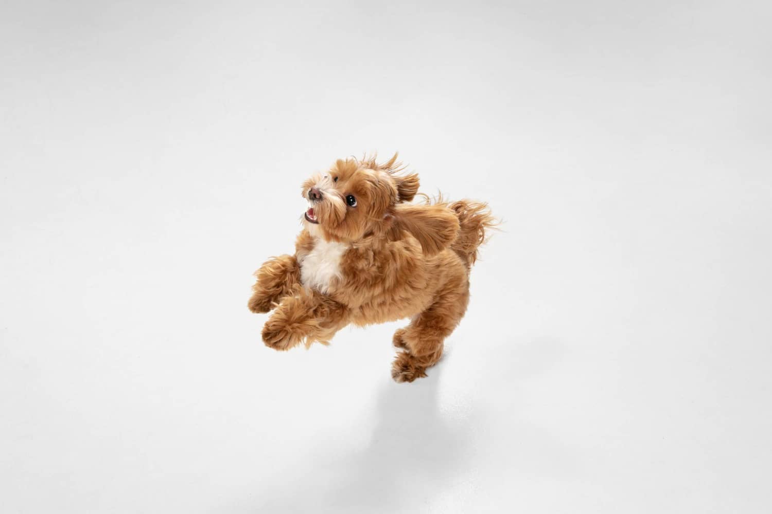 Zoomies en perros: ¿qué son?