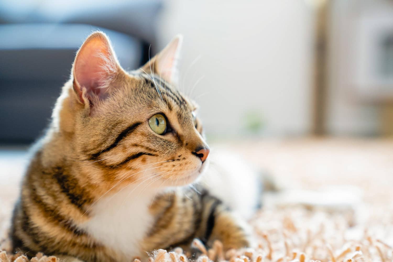 Mi gato tiene asma: lo que debes saber sobre el asma en gatos