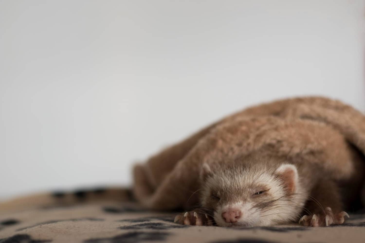 Ceguera en hurones: todo lo que debes saber