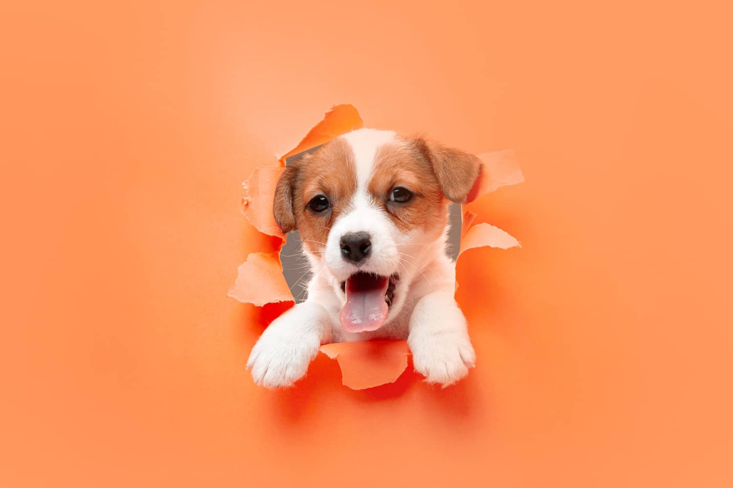 ¿Cuándo empieza a ladrar un cachorro?