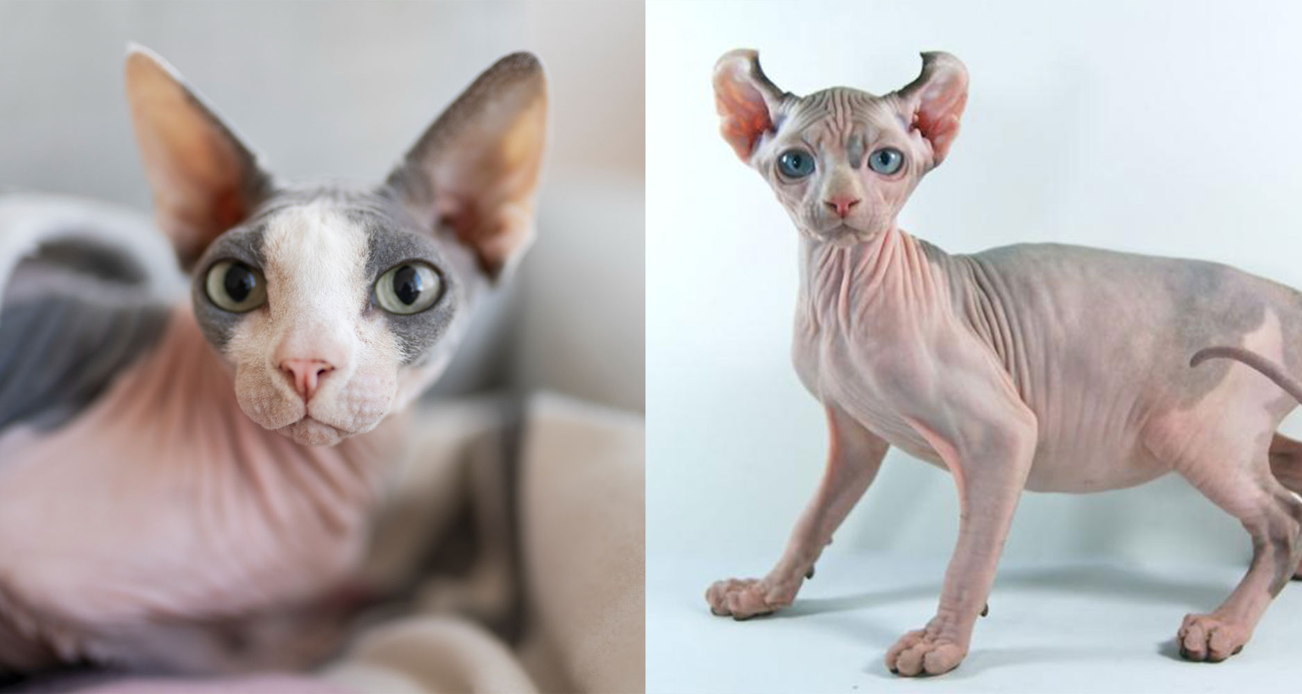 5 Diferencias entre el gato esfinge o sphynx y el gato elfo