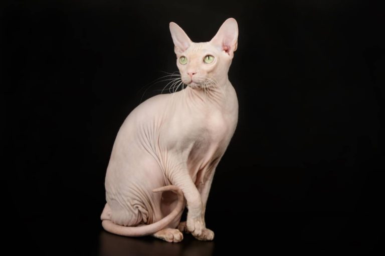 5 Diferencias entre el gato esfinge o sphynx y el gato elfo