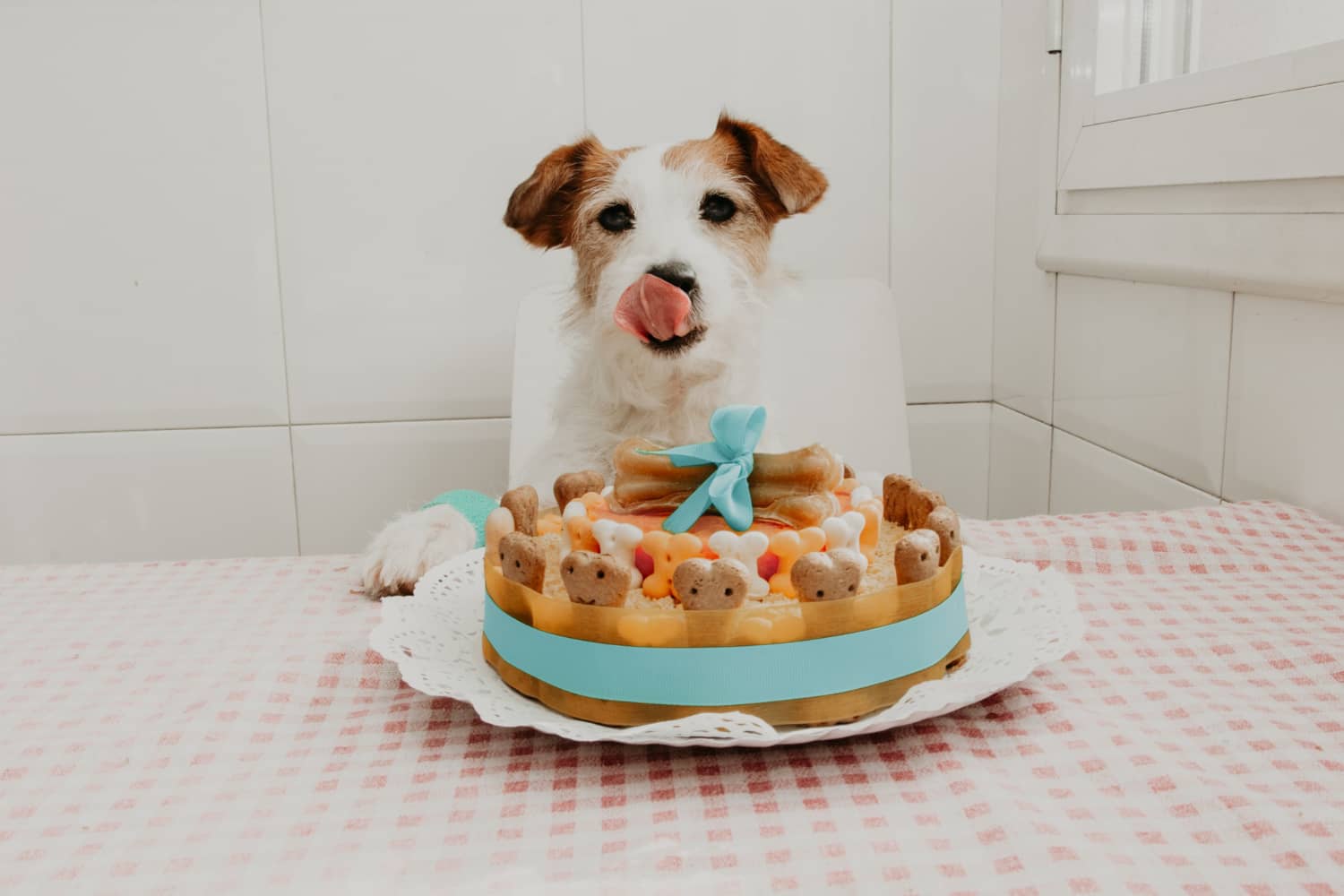 Tarta casera para perros: ingredientes y pasos para elaborarla