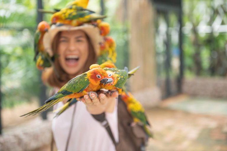 Loros como animales de terapia: ¡conoce sus beneficios!